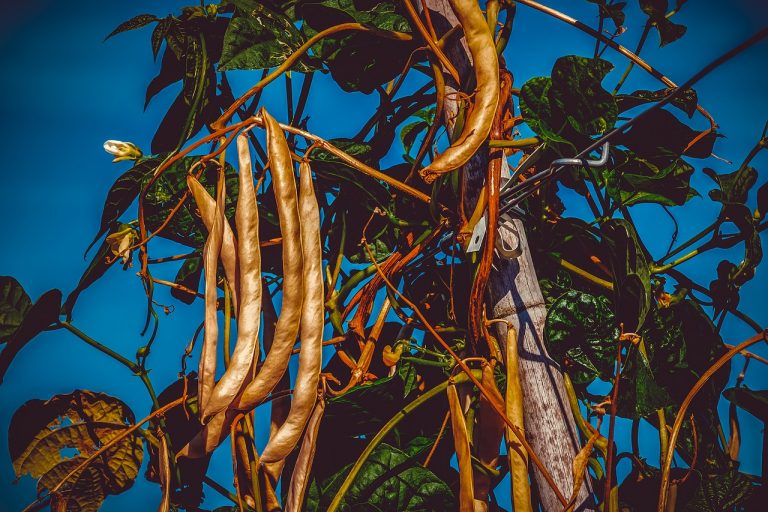 Southern Home Cooked Pole Beans